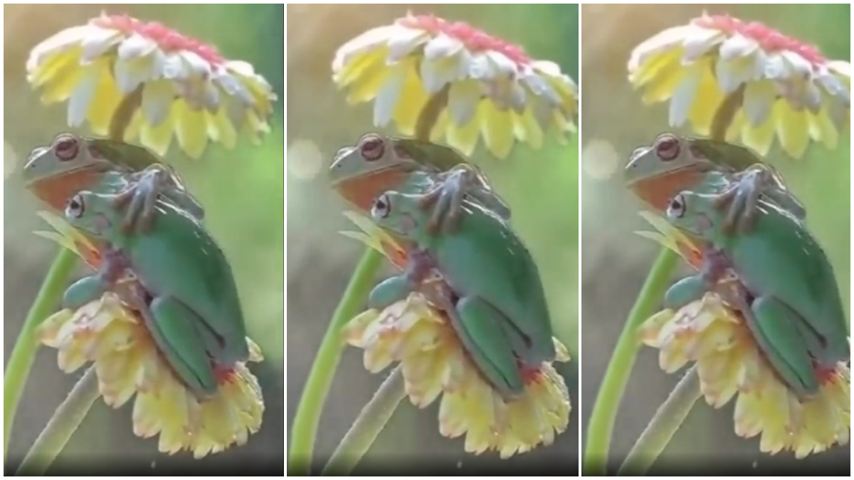Romantic Hug in Rain Video Viral: भरपावसात बेडकाची जोडीदाराला रोमँटीक ...