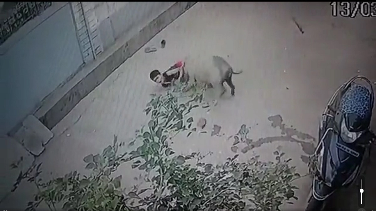 Pig Attack on Child Video: लहान मुलावर डुकराचा हल्ला, गोंदिया येथील ...