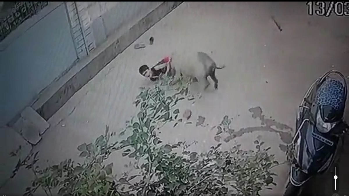 Pig Attack on Child Video: लहान मुलावर डुकराचा हल्ला, गोंदिया येथील ...