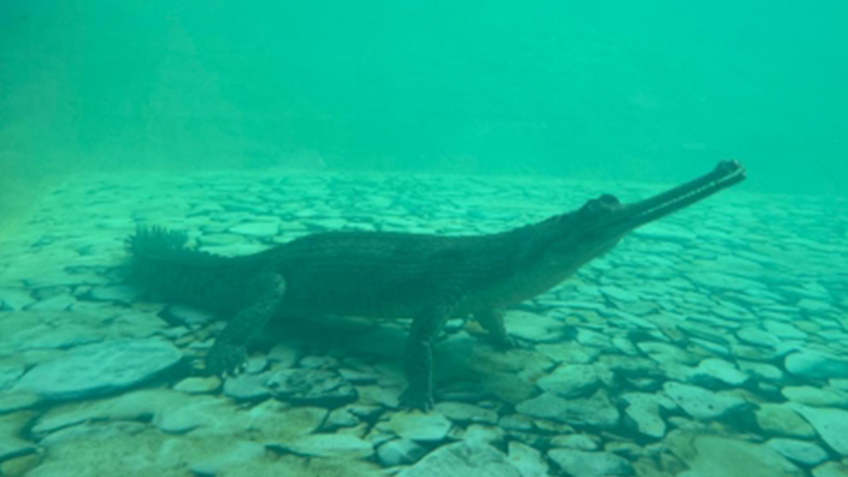 Crocodile Trail In Rani Baug: राणीच्या बागेत सुरू झाला आशियातील पहिला ...