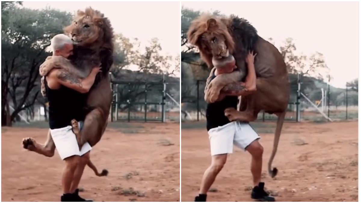 Lion Hug Man Viral Video: सिंहाने मारली माणसाला मिठी, व्हिडिओ व्हायरल ...